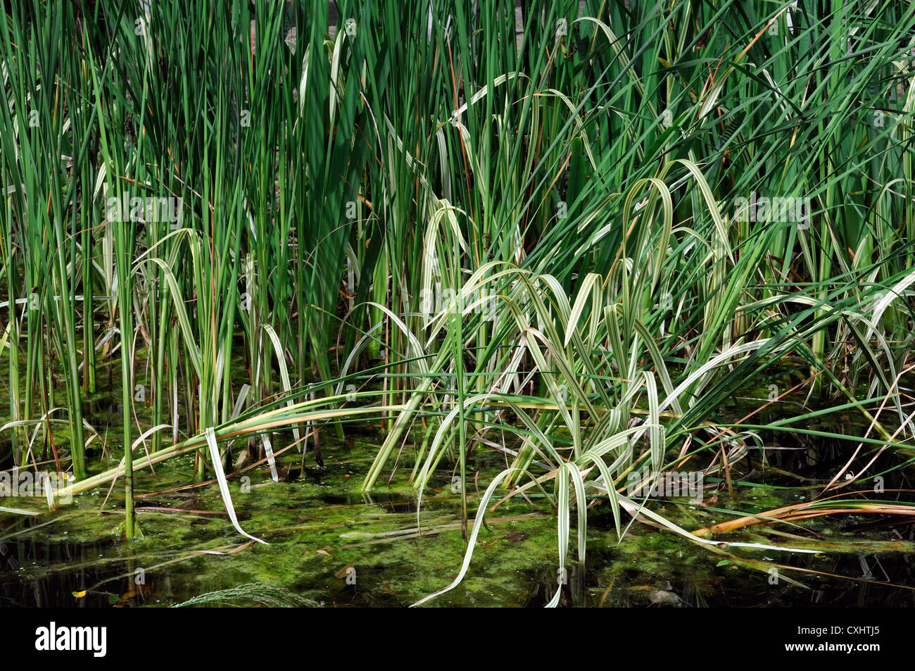 rushes grasses rush grass pond pool water feature ornamental perennial ...