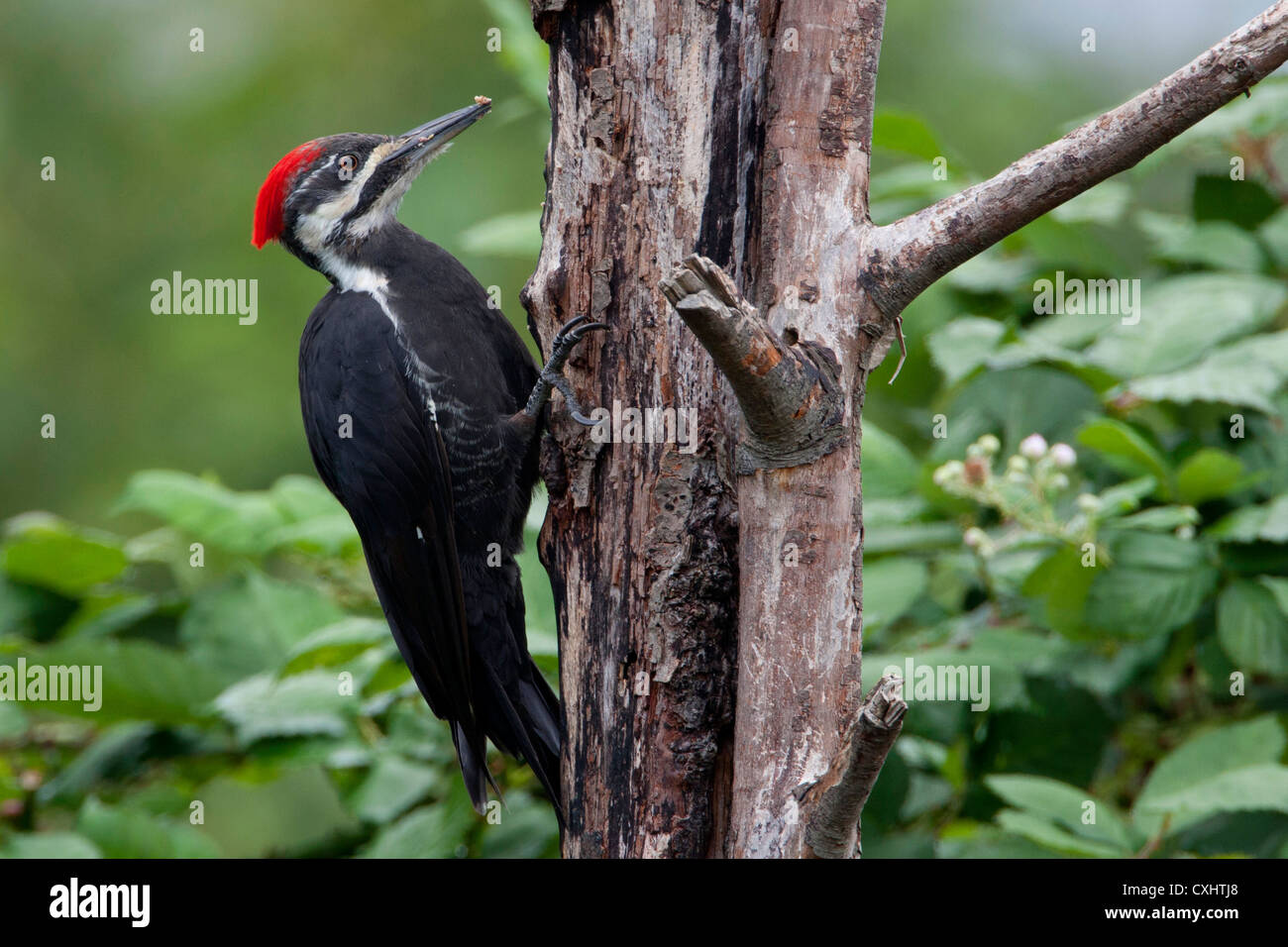 Pileated Woodpecker Dryocopus Pileatus Searching For Bugs In Tree
