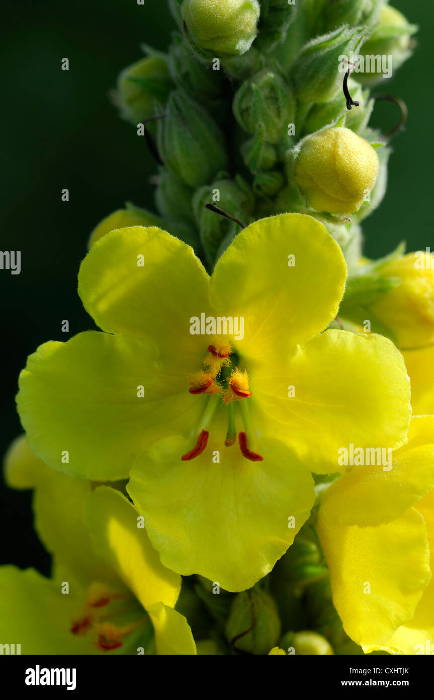 verbascum blattaria moth mullein yellow flower bloom blossom closeup ...