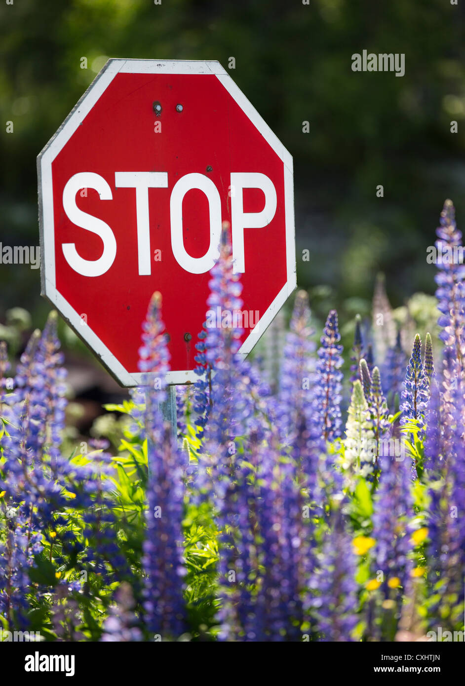 Stop sign with flowers hi-res stock photography and images - Alamy