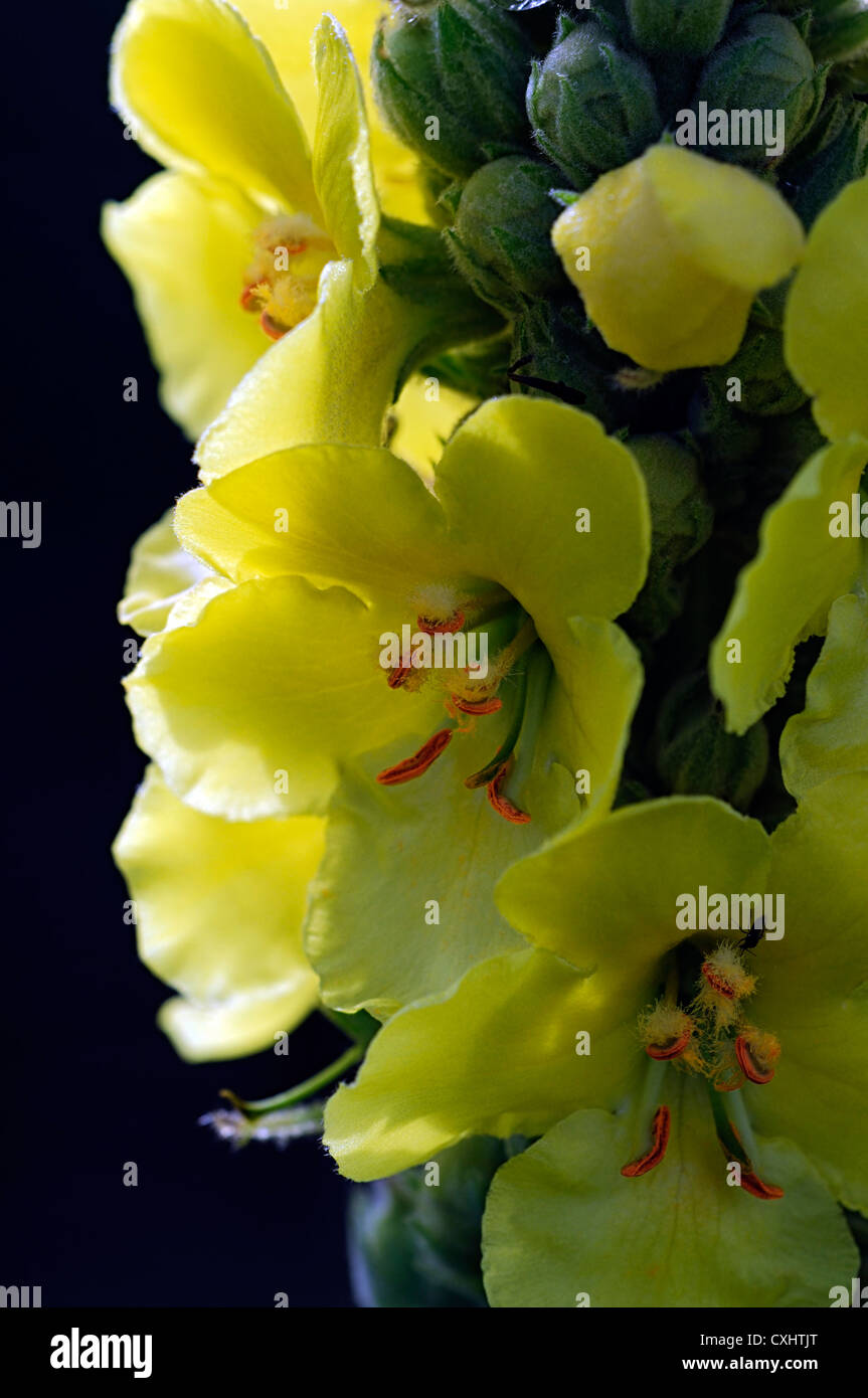 verbascum blattaria moth mullein yellow flower bloom blossom closeup ...