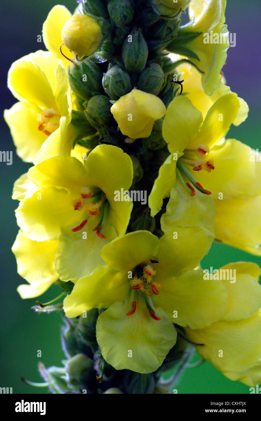 verbascum blattaria moth mullein yellow flower bloom blossom closeup ...
