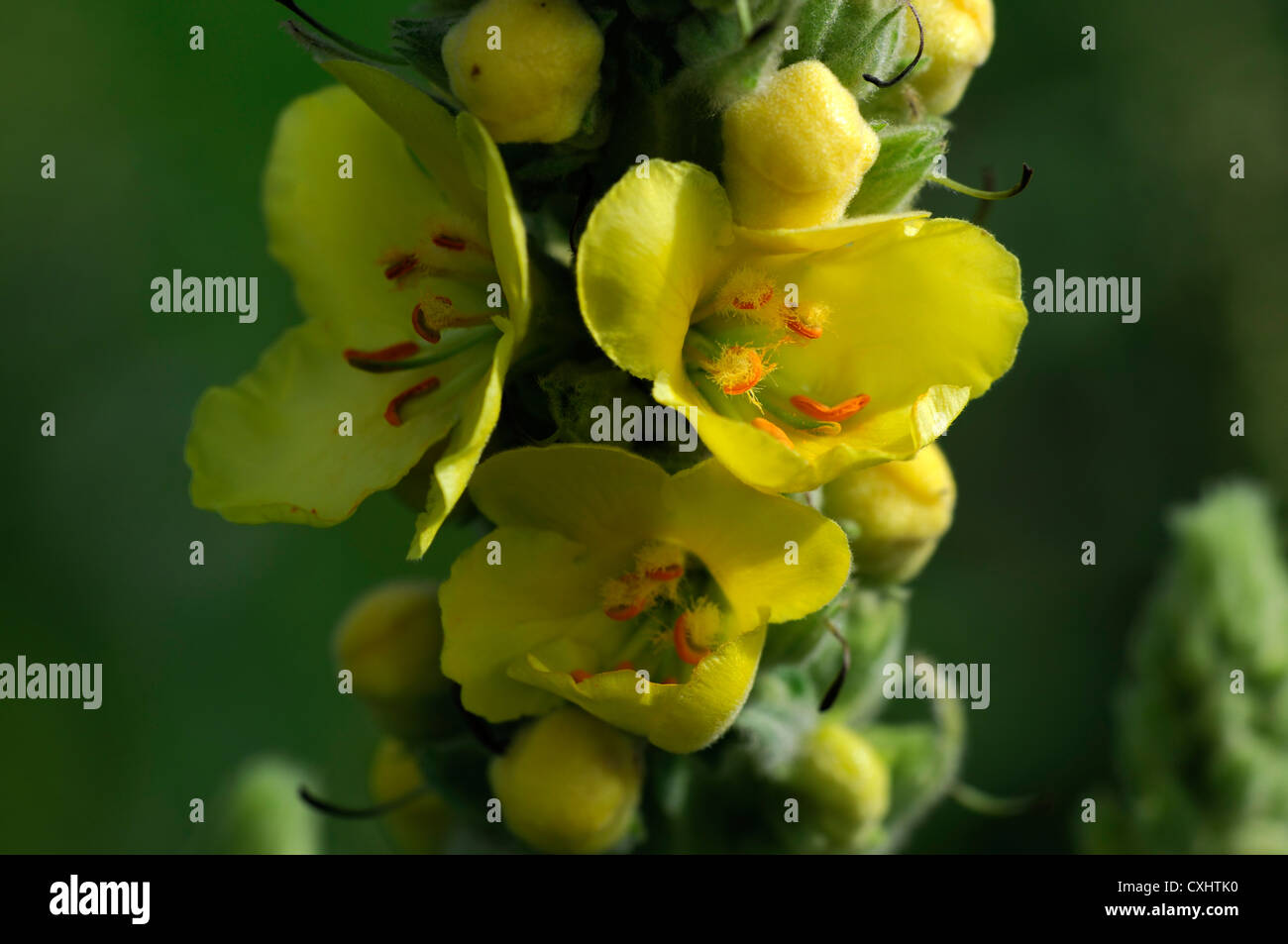 verbascum blattaria moth mullein yellow flower bloom blossom closeup ...