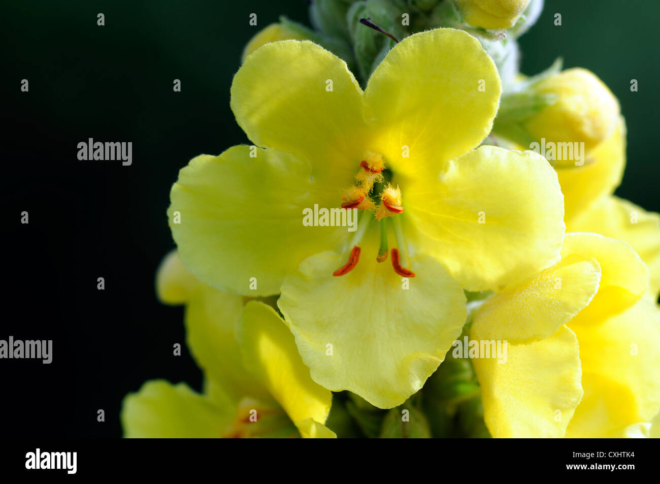 verbascum blattaria moth mullein yellow flower bloom blossom closeup ...