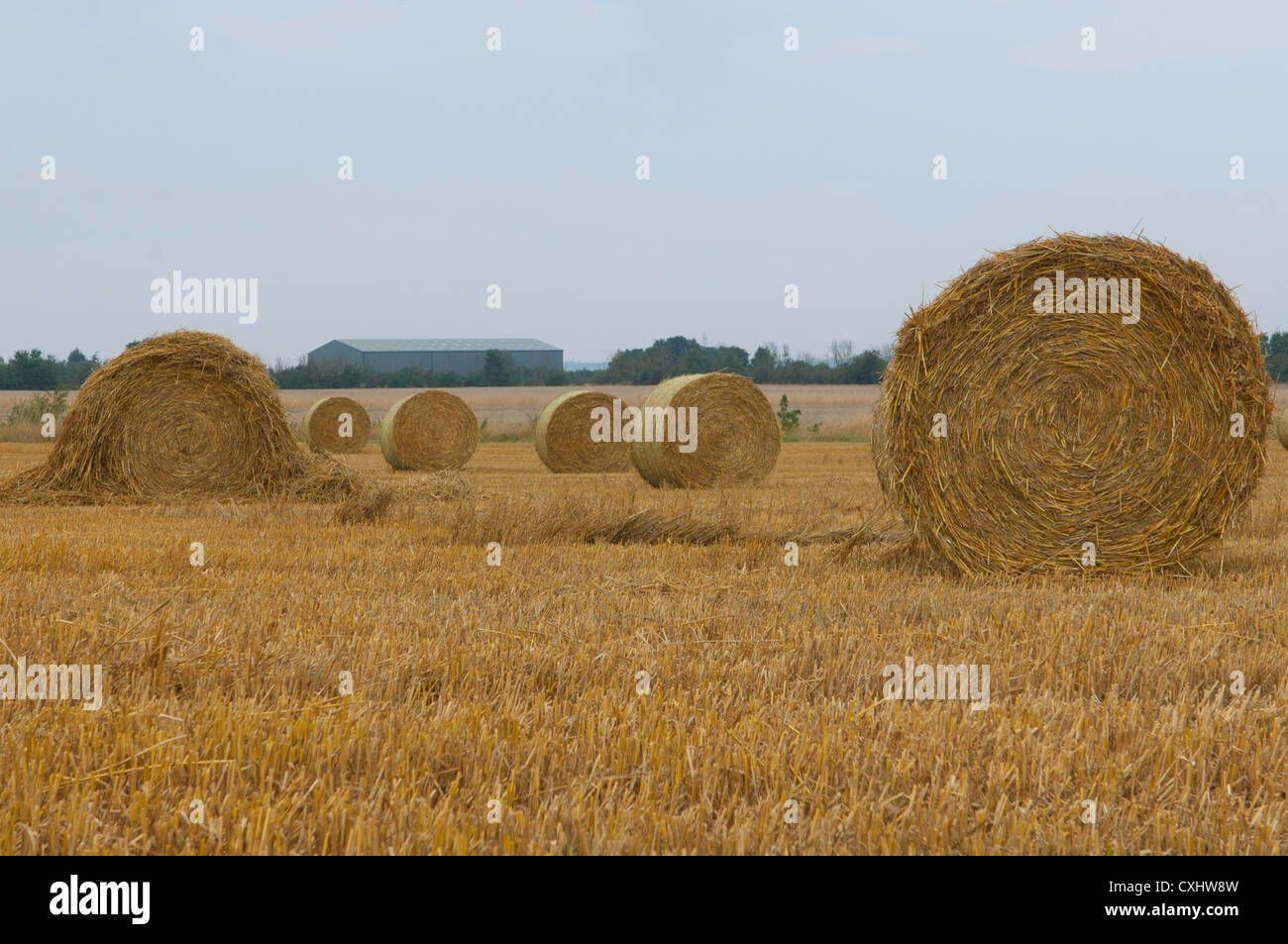 Autumn hay barley wheat harvest Stock Photo - Alamy