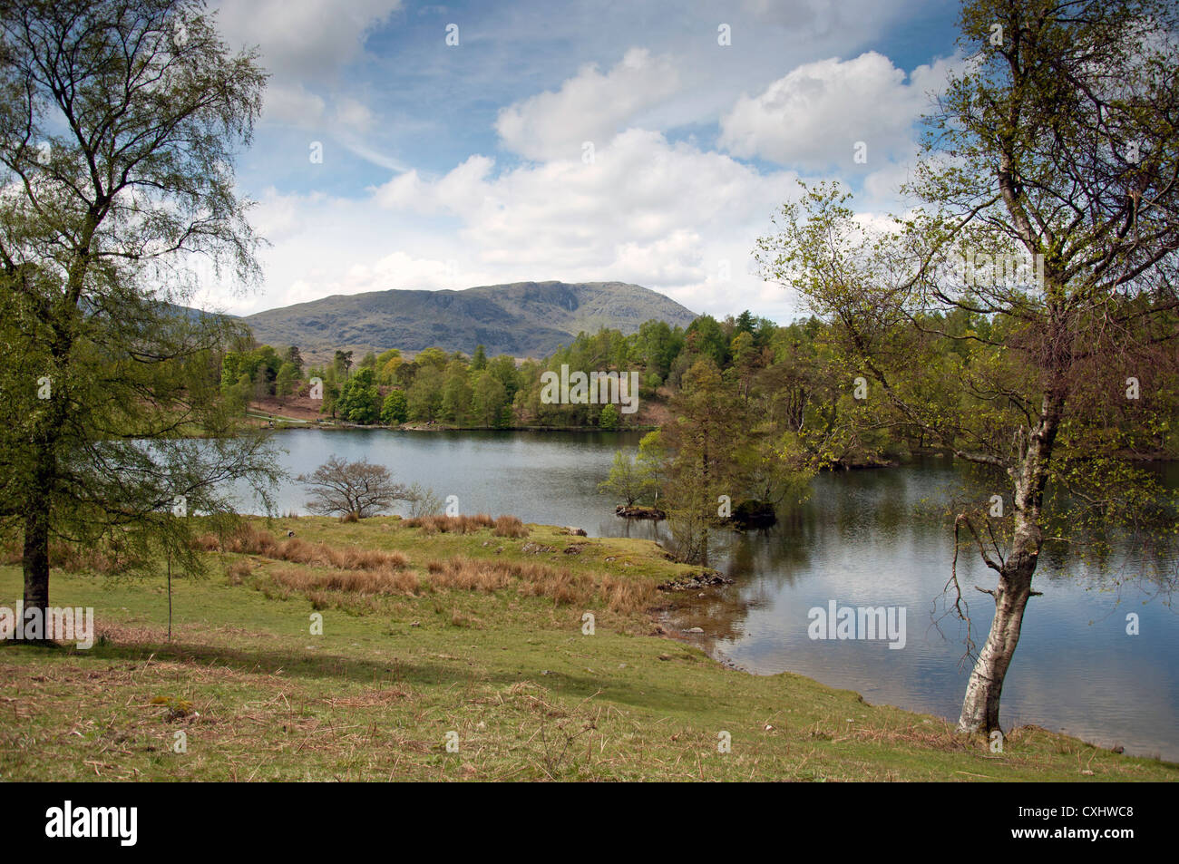 The Tarns at Tarn How's Stock Photo - Alamy