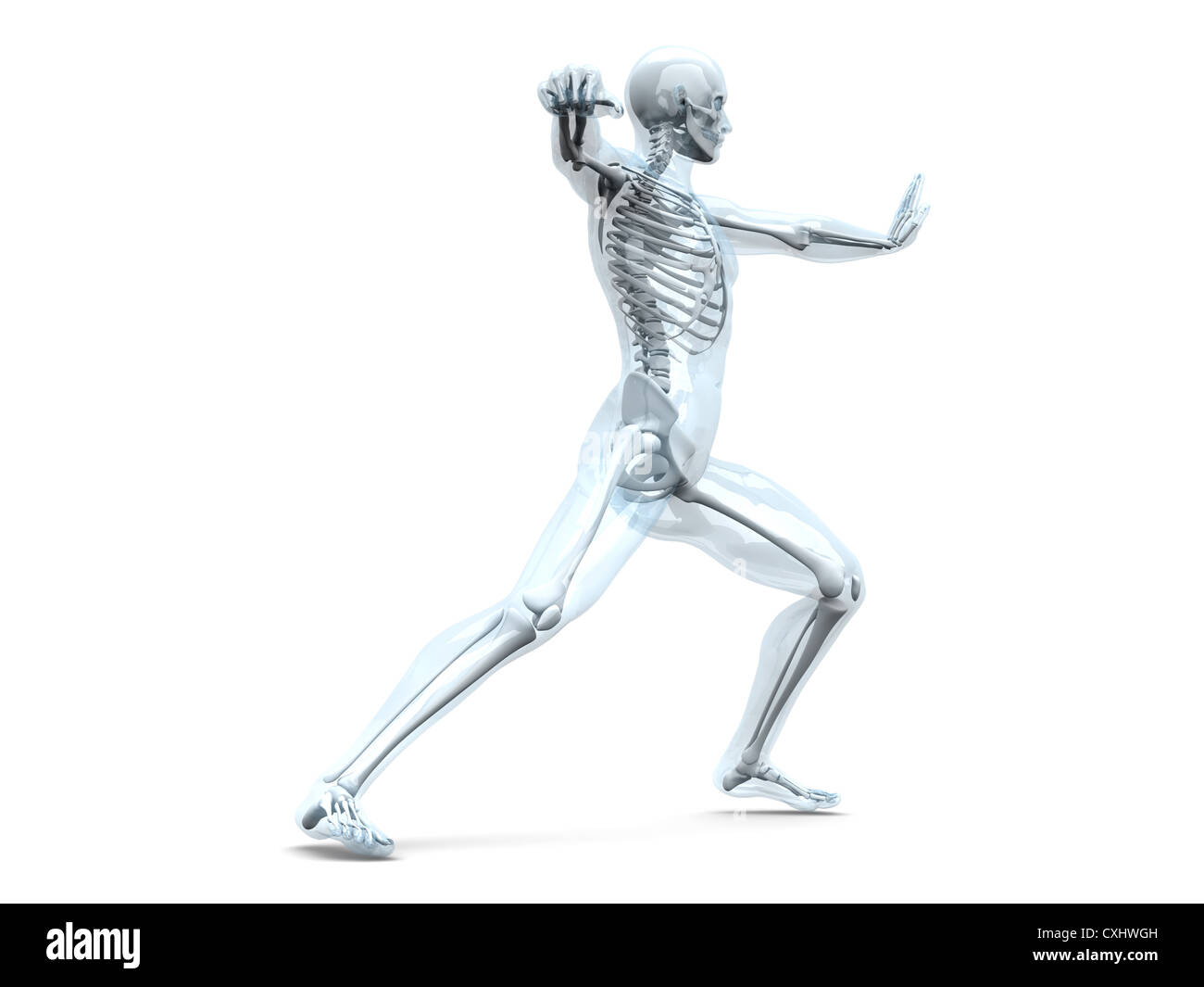 Anatomy - fight Stock Photo - Alamy