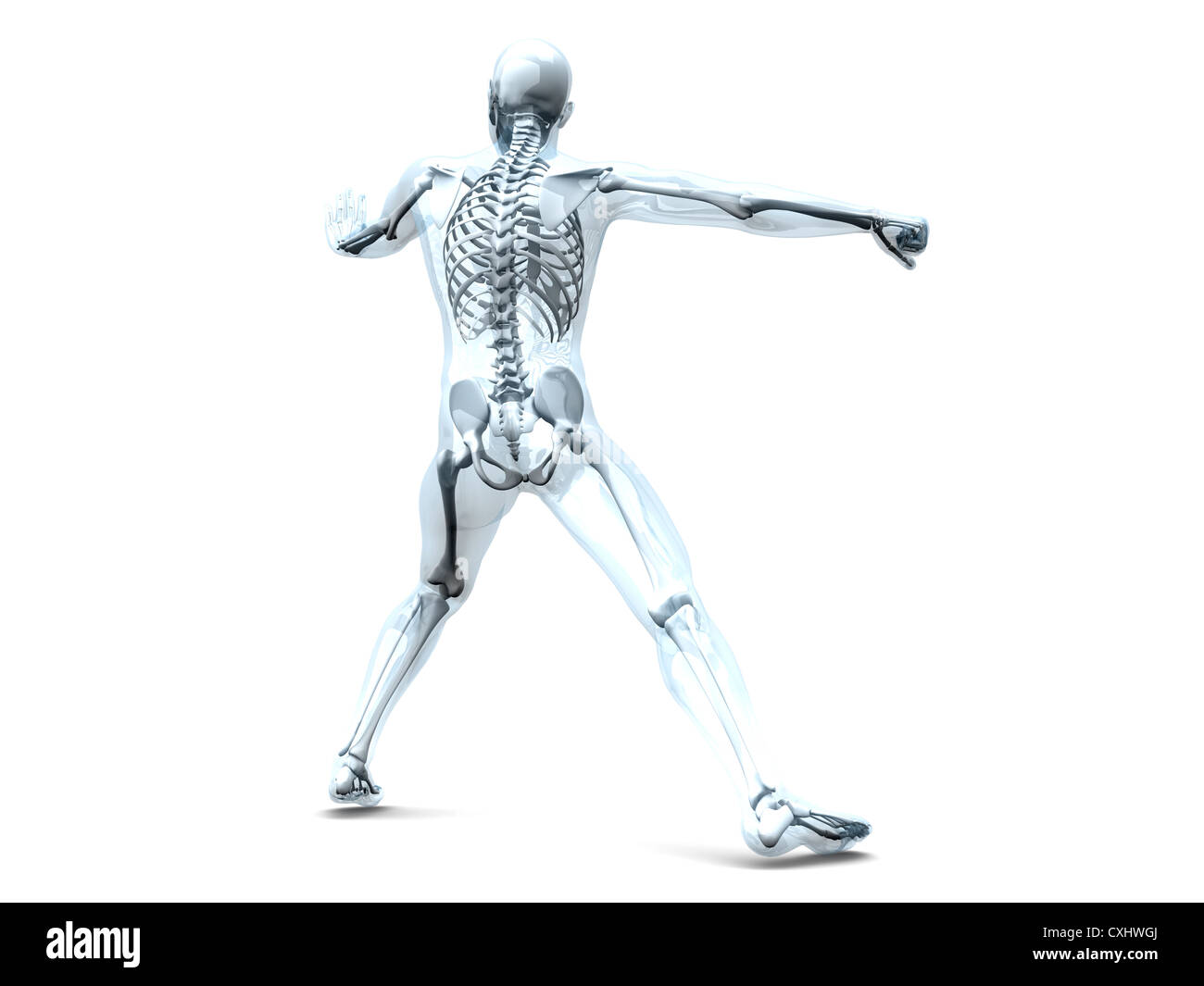 Anatomy - fight Stock Photo - Alamy