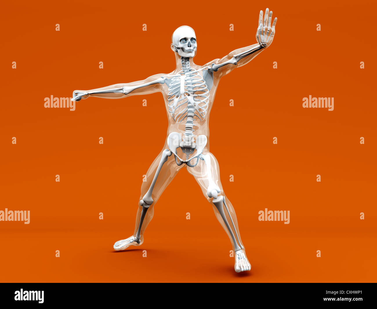 Anatomy - fight Stock Photo - Alamy