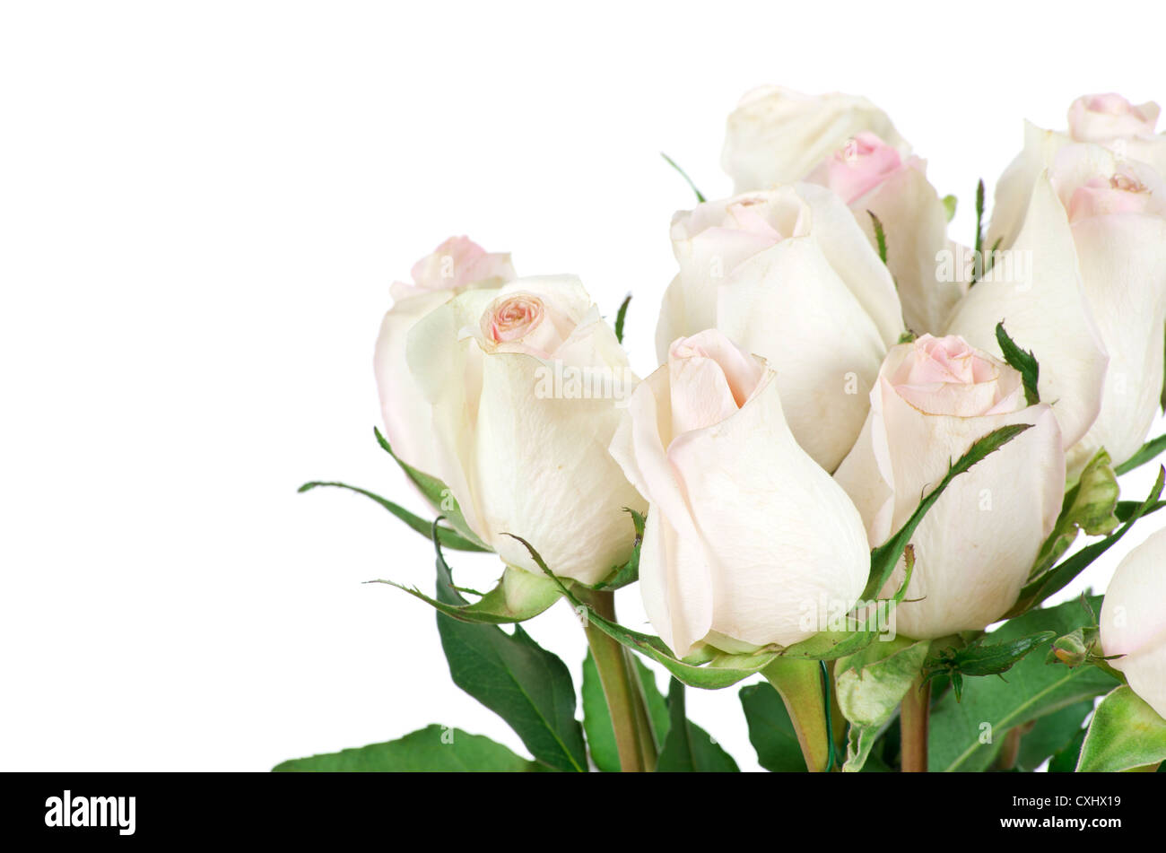 rose isolated on a white background Stock Photo - Alamy