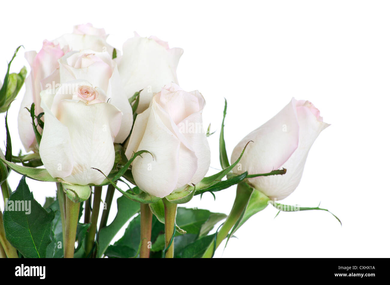 rose isolated on a white background Stock Photo - Alamy