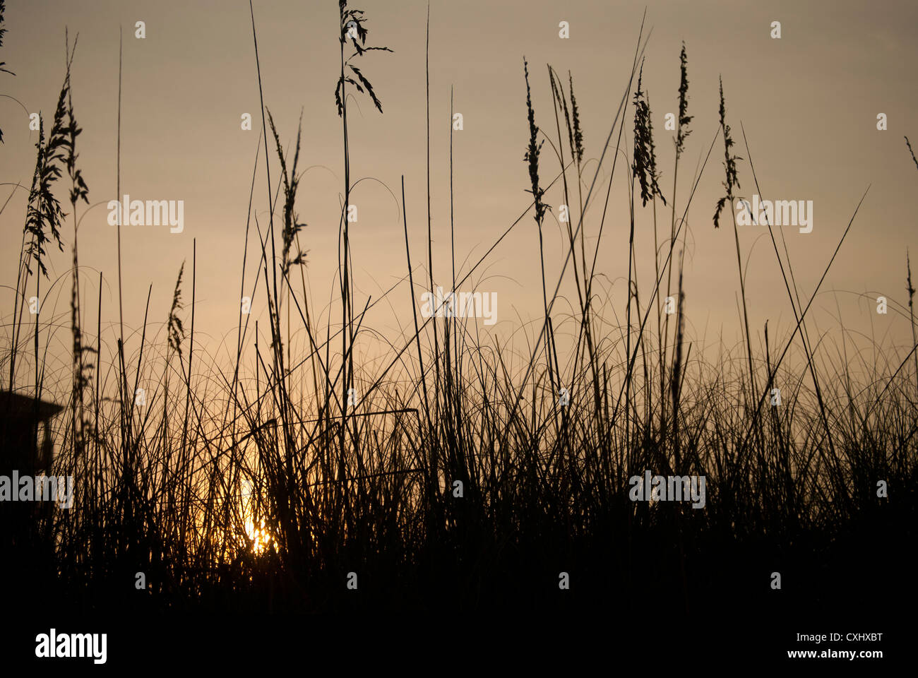 Rise silhouette hi-res stock photography and images - Alamy