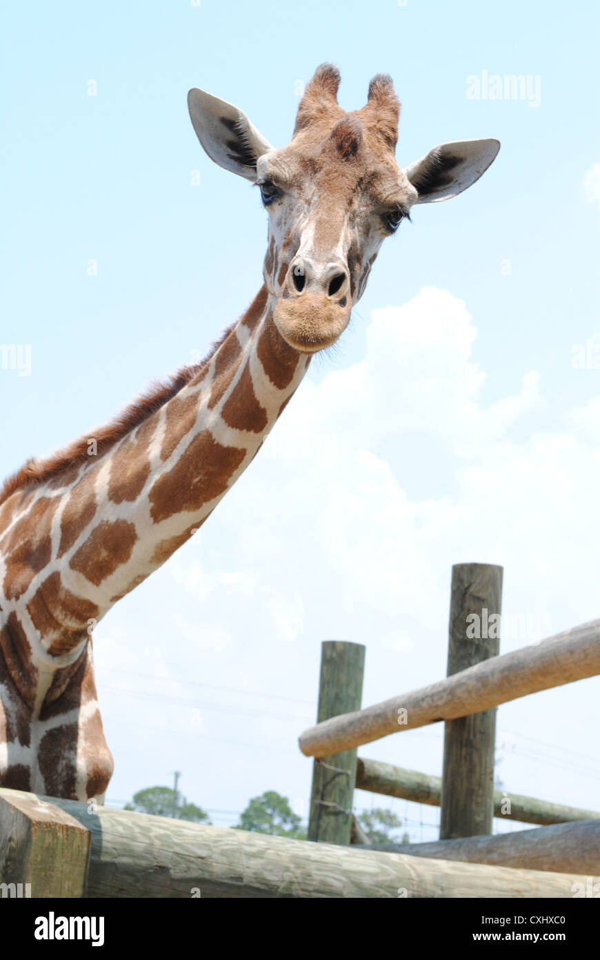 curious giraffe at the zoo Stock Photo - Alamy