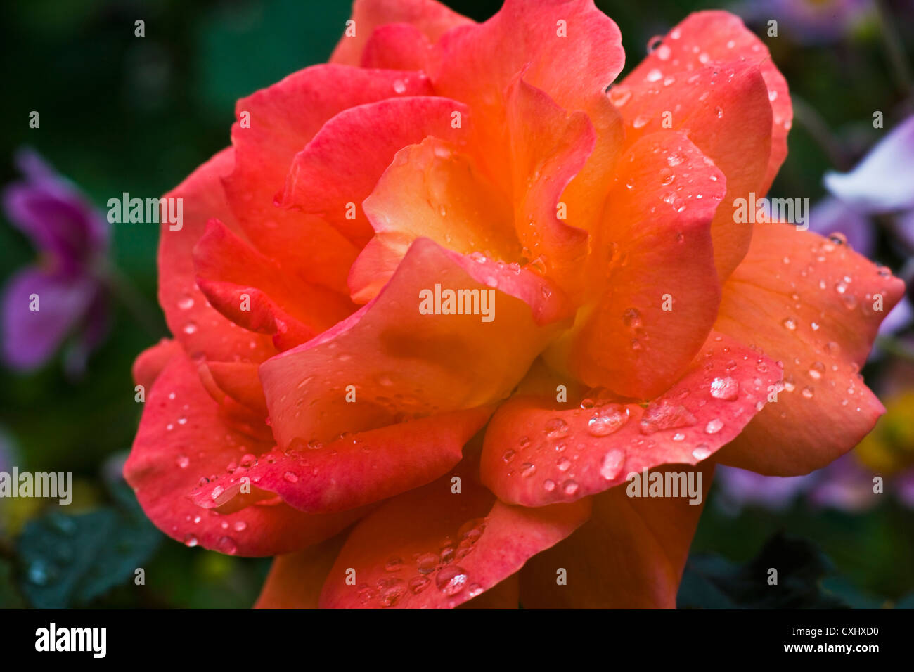 Peach colored rose hi-res stock photography and images - Alamy