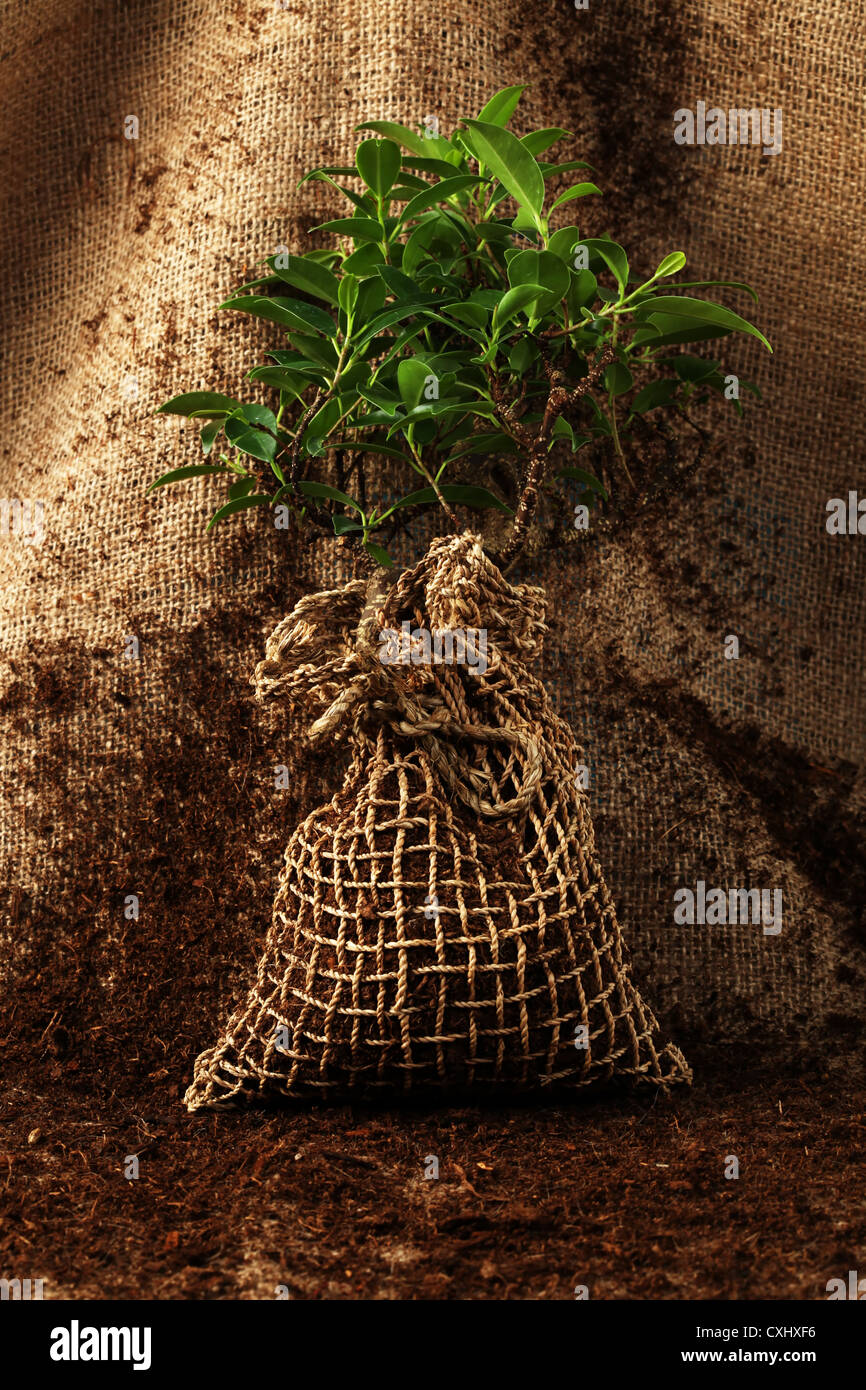 Young tree hi-res stock photography and images - Alamy