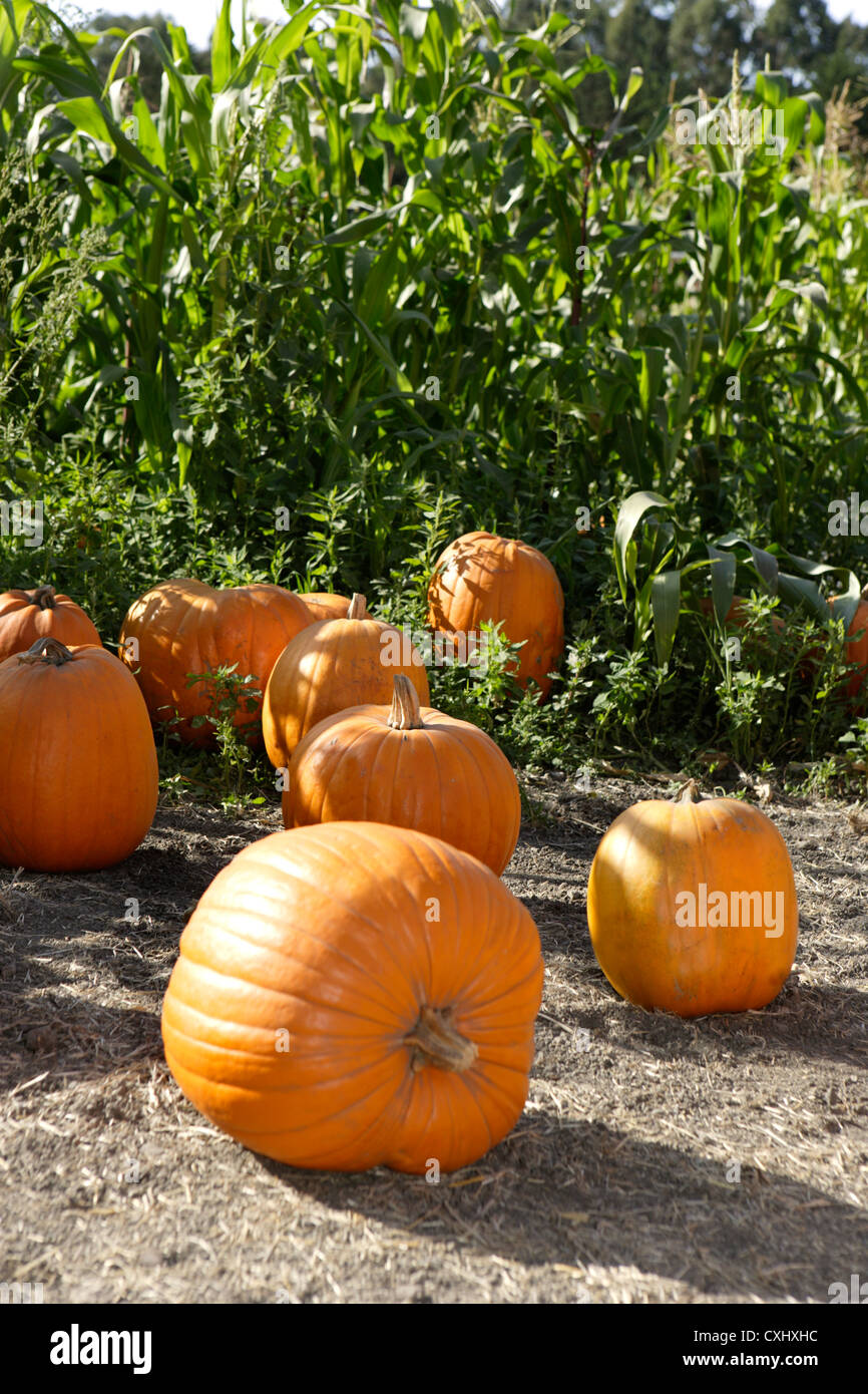 Group of pumpkins in corn field Stock Photo - Alamy