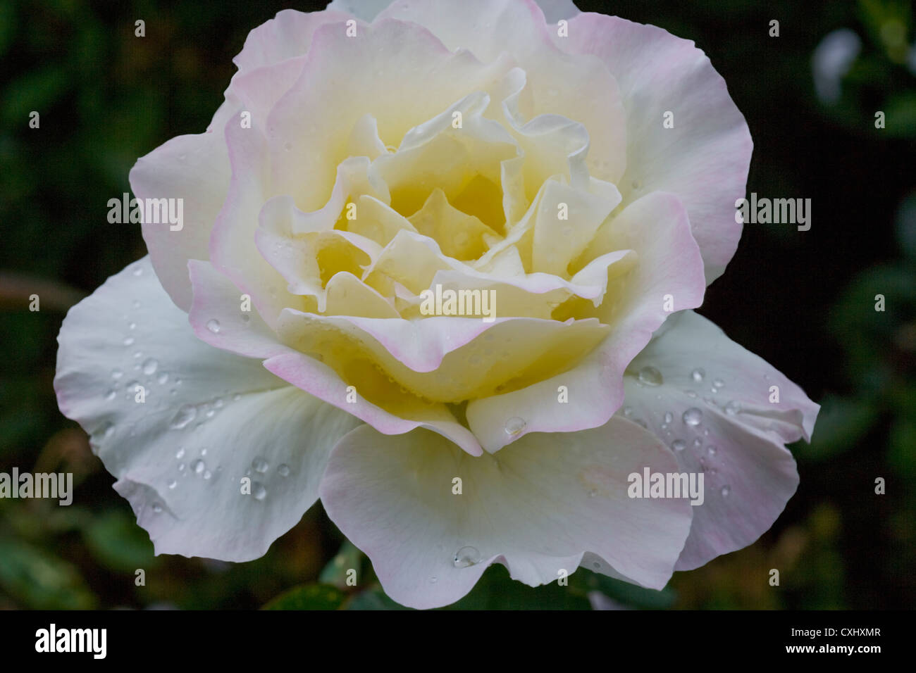 Close up of White Rose with due drops Stock Photo - Alamy