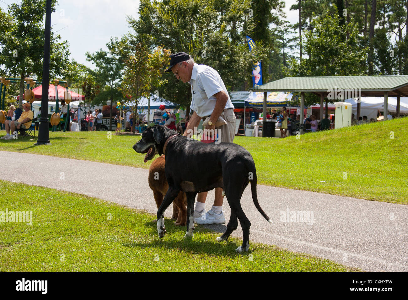 Man Walking Dogs Stock Photo - Alamy