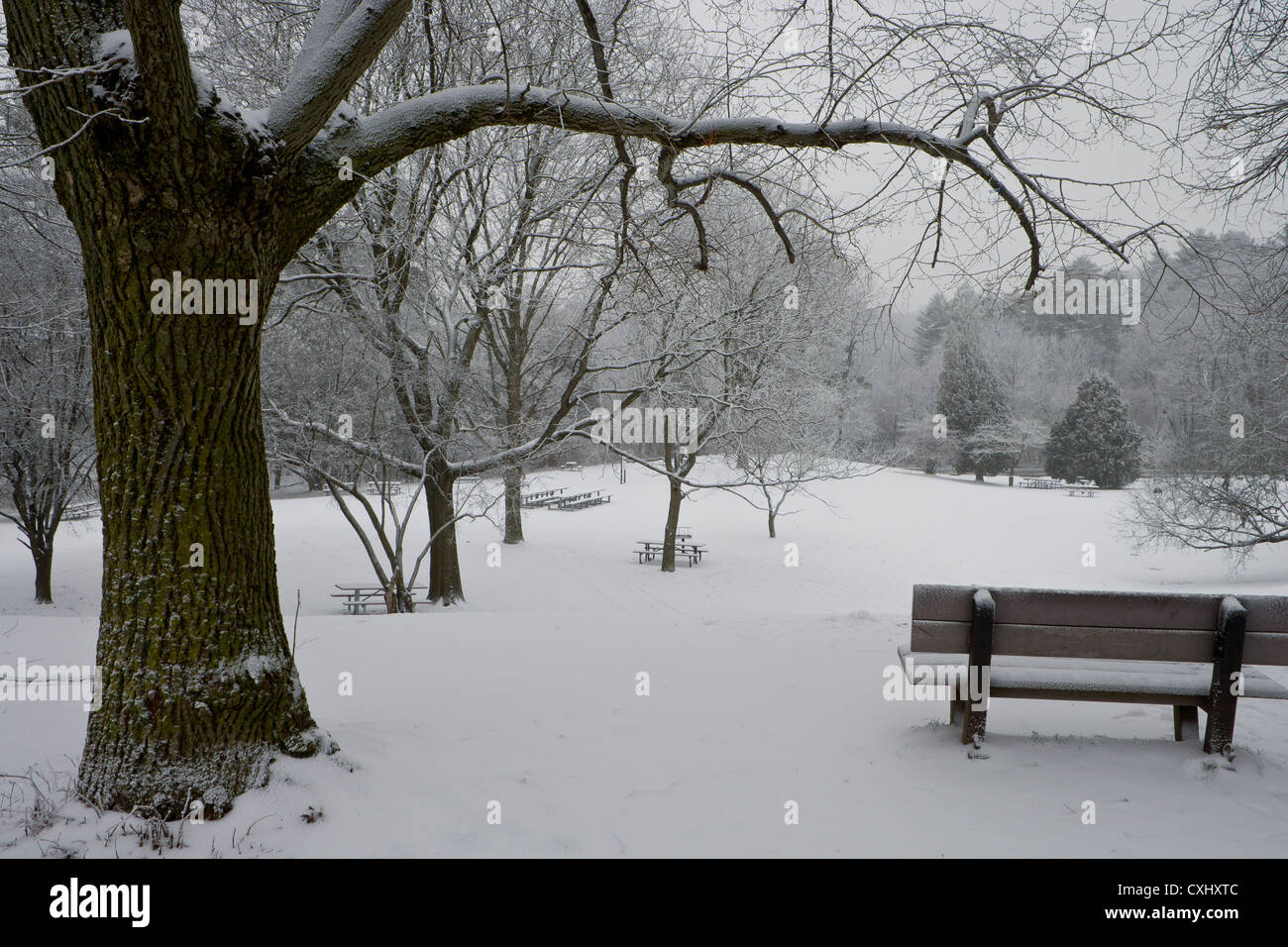 Park with snow and empty benches and snow covered trees Stock Photo - Alamy