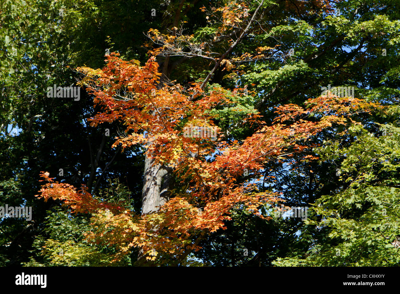 Splash of orange colour hi-res stock photography and images - Alamy