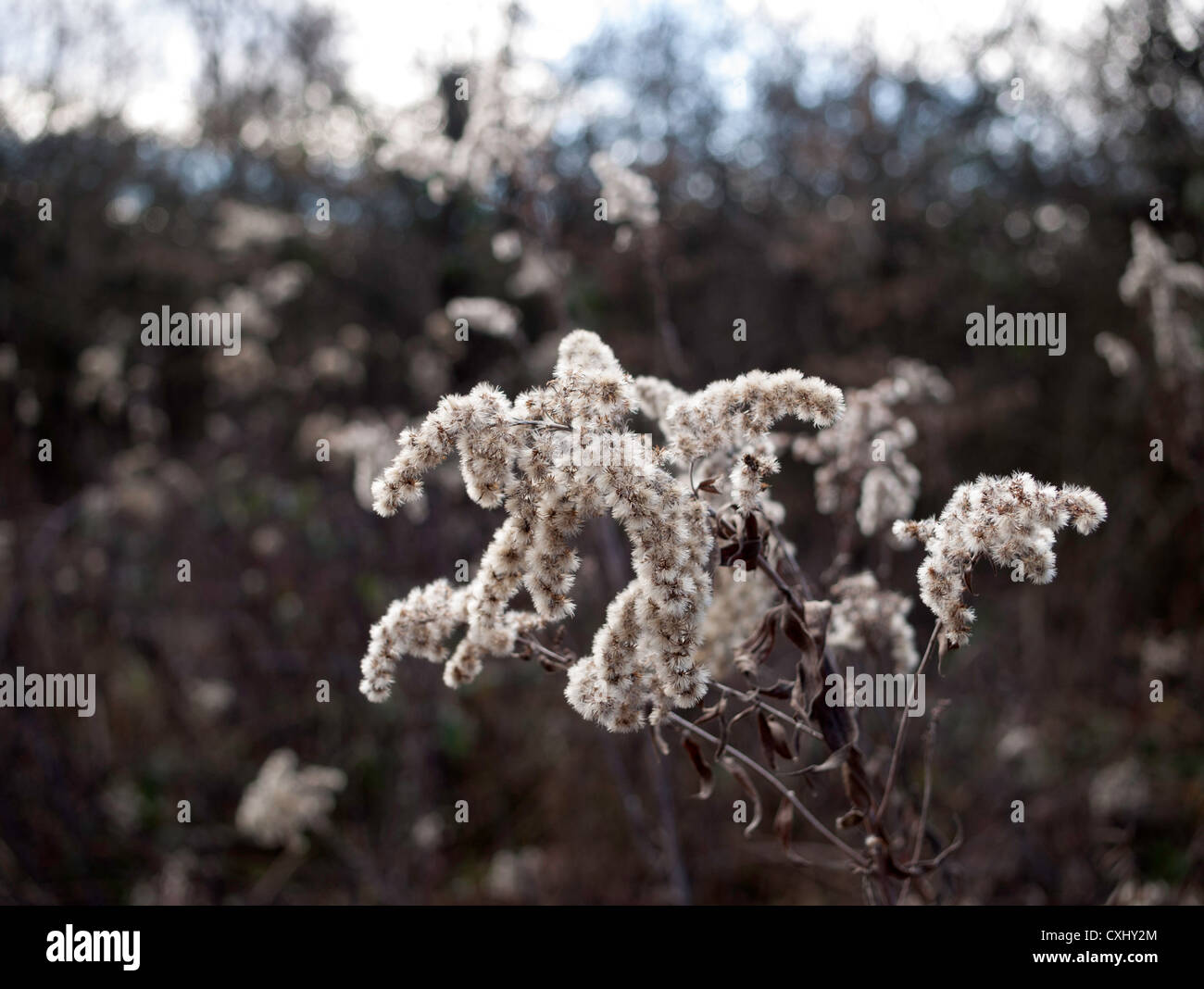 Common field plant (wild Stock Photo - Alamy