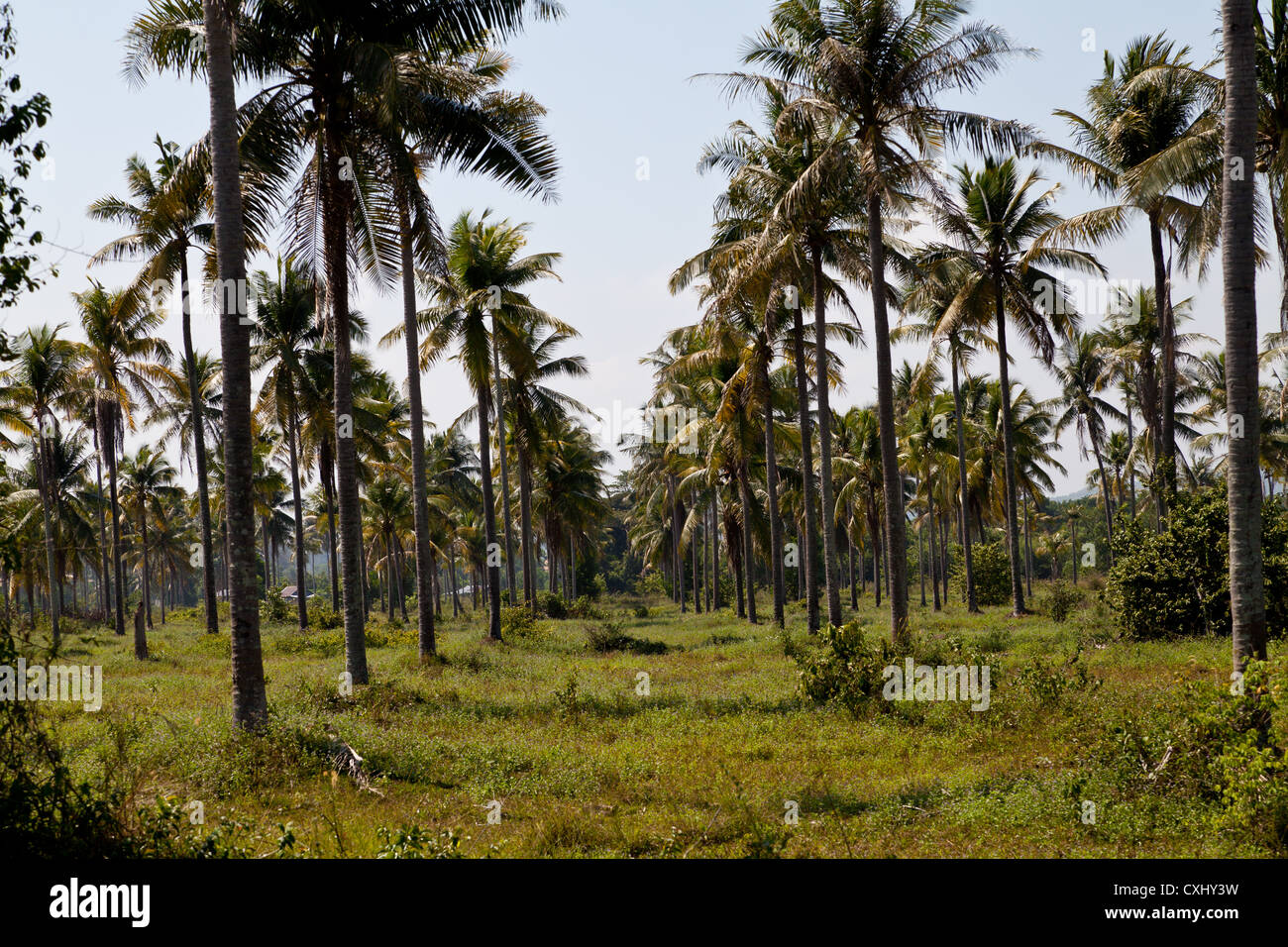 Phuket forest hi-res stock photography and images - Alamy