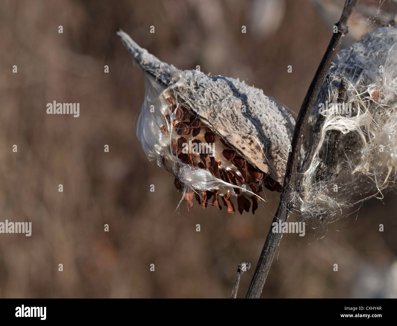 Common field plant (wild Stock Photo - Alamy
