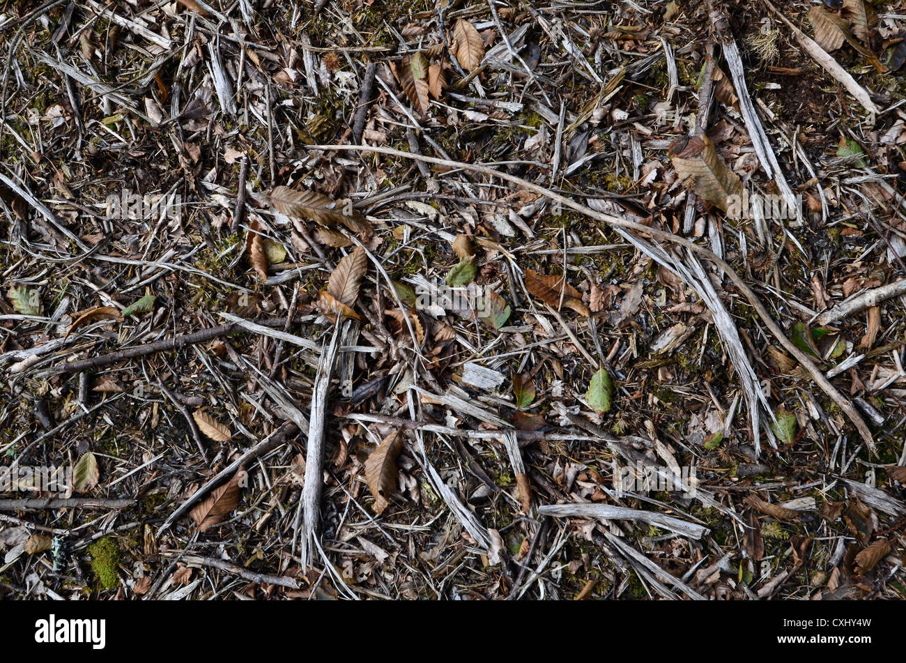 Woodland debris texture hi-res stock photography and images - Alamy