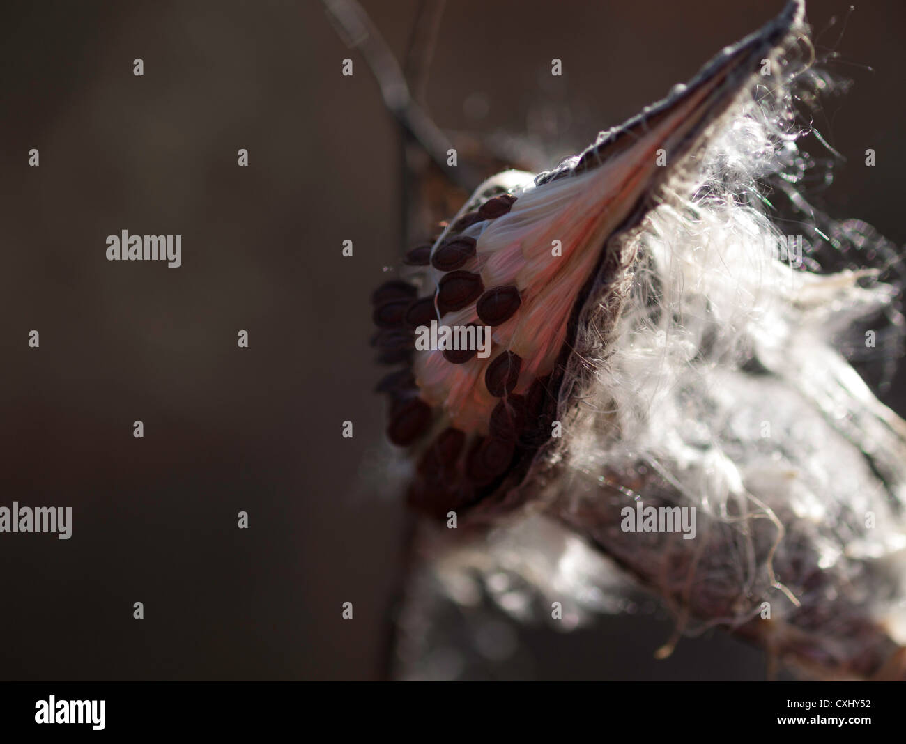 Common field plant (wild Stock Photo - Alamy
