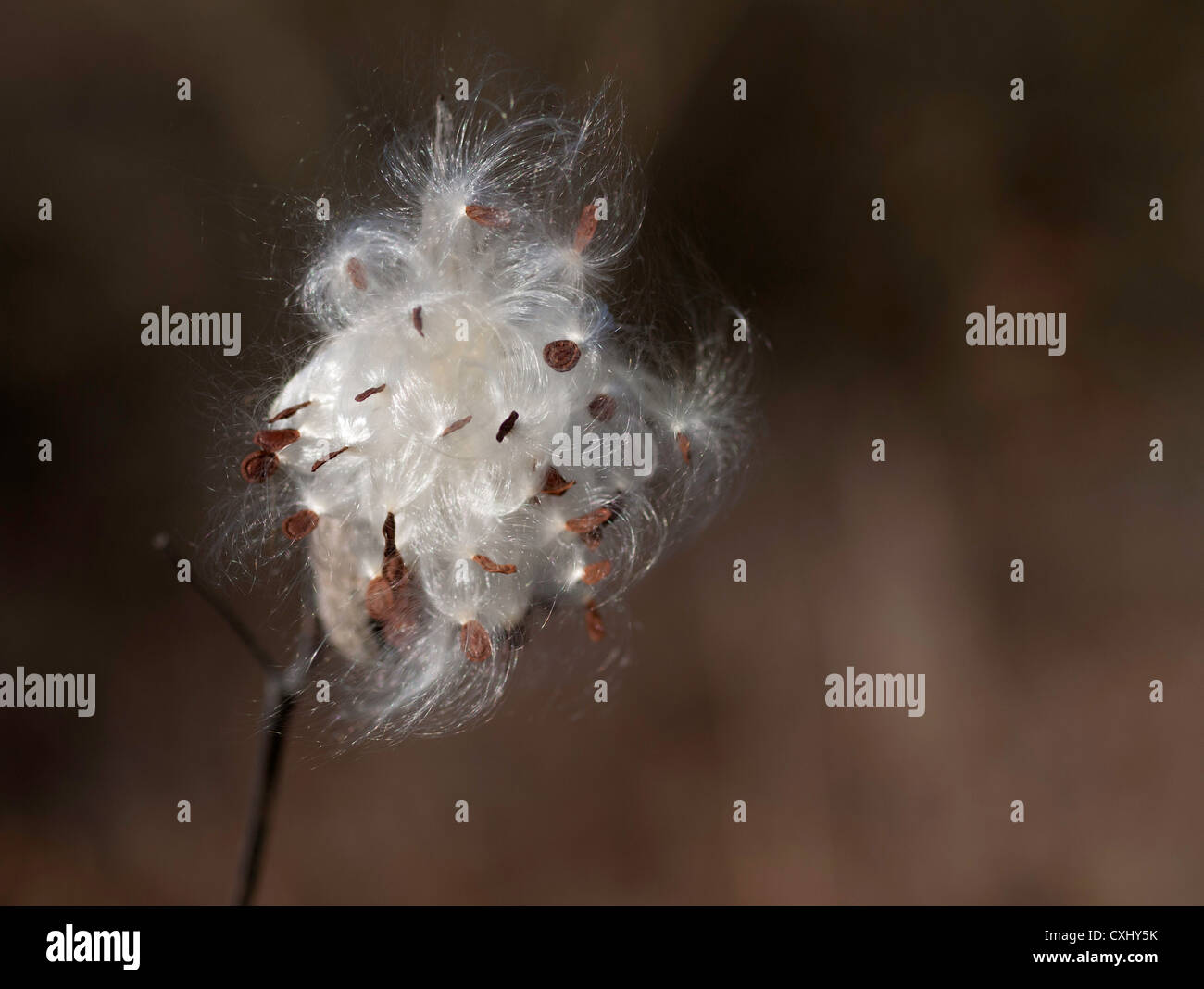 Common field plant (wild Stock Photo - Alamy
