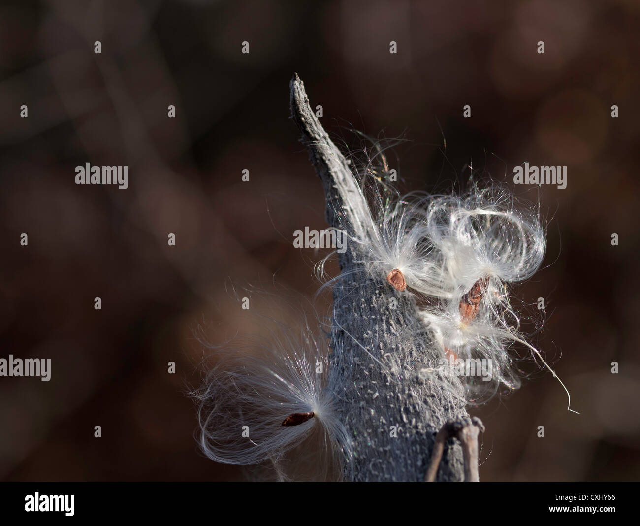Common field plant (wild Stock Photo - Alamy