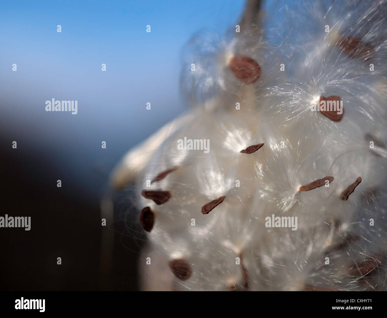 Common field plant (wild Stock Photo - Alamy