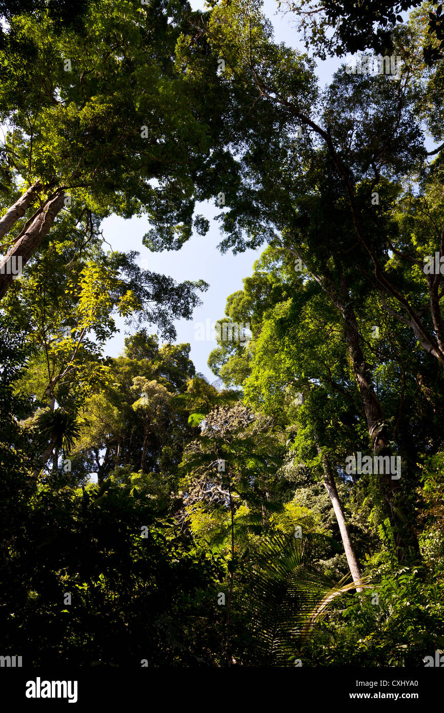 Trees in the Nature Park of the Ton Sai Waterfalls on Phuket in ...