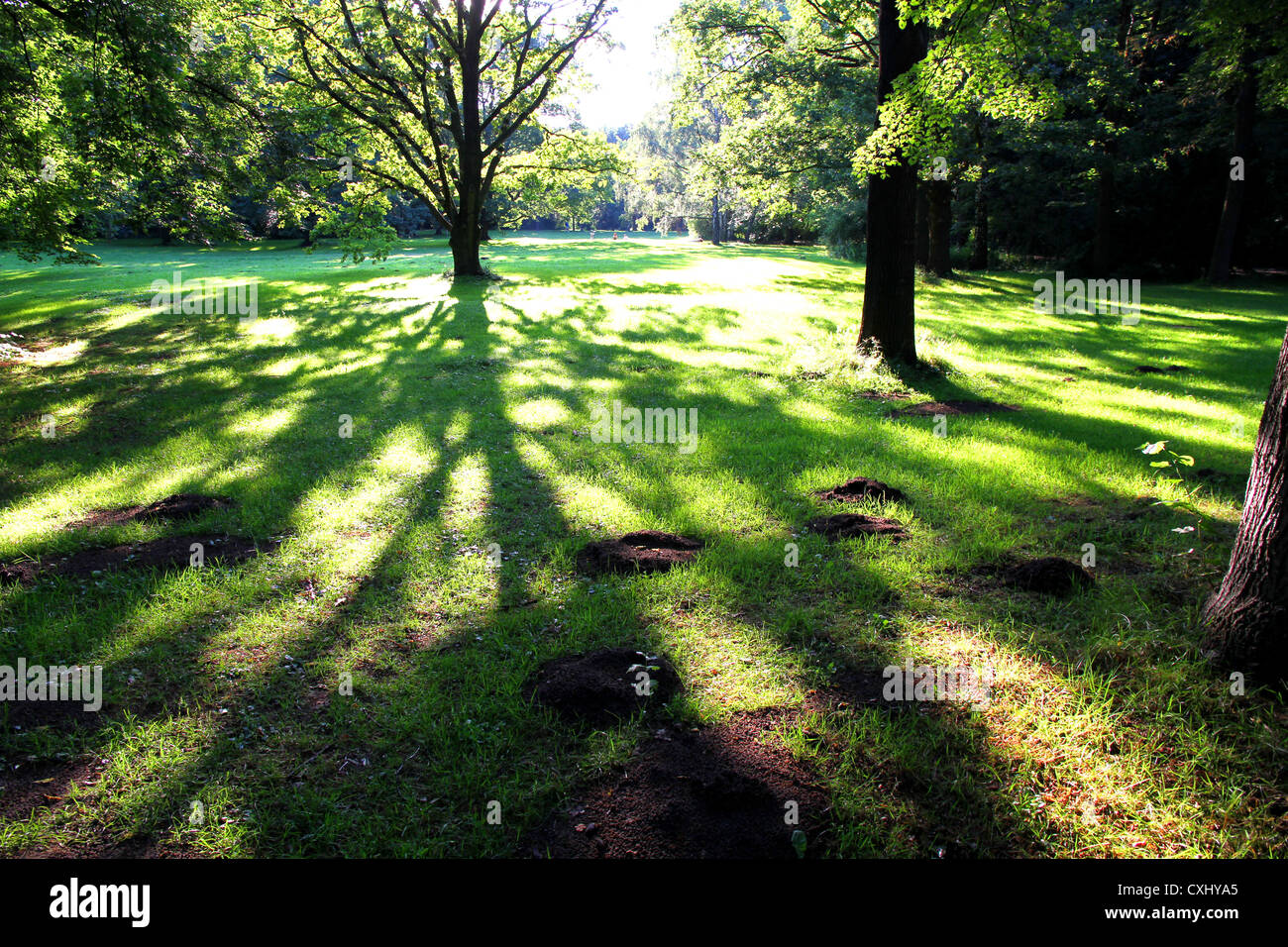 Trees casting large shadows in the woods Stock Photo - Alamy