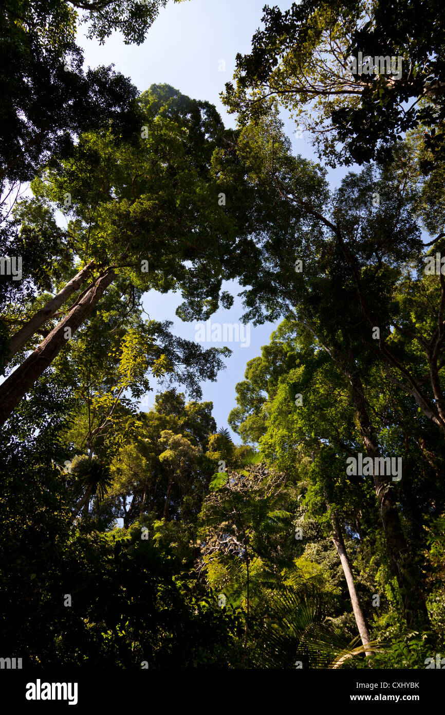 Trees in the Nature Park of the Ton Sai Waterfalls on Phuket in ...