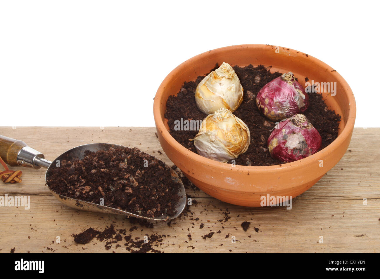 Hyacinth bulbs and gritty compost mix in a pot on a potting bench Stock ...