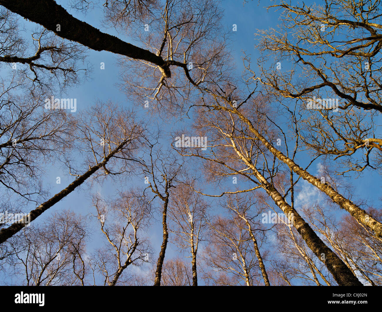 Looking up into the canopy of bare winter woodland near Killin ...