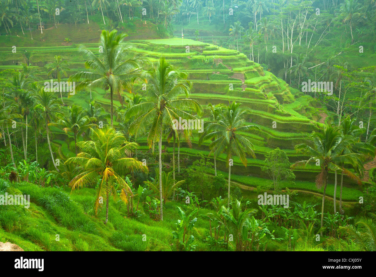 Rice fields on Bali island, Indonesia Stock Photo - Alamy