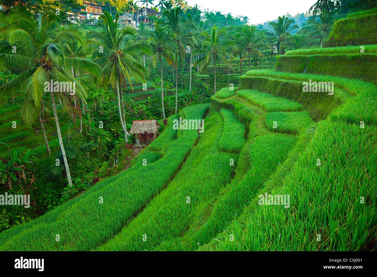 Terrace rice fields on Bali island, Indonesia Stock Photo - Alamy