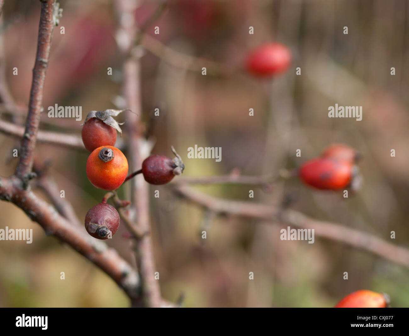 Dog rose (Rosa canina) fruit Stock Photo - Alamy
