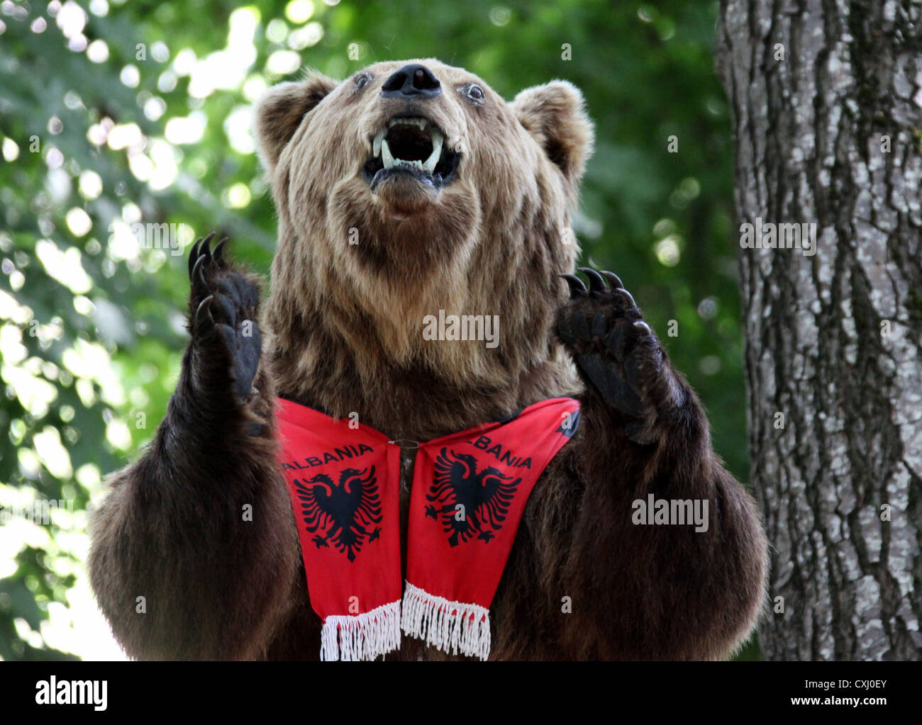 Stuffed Bear in an Albanian Park Stock Photo - Alamy