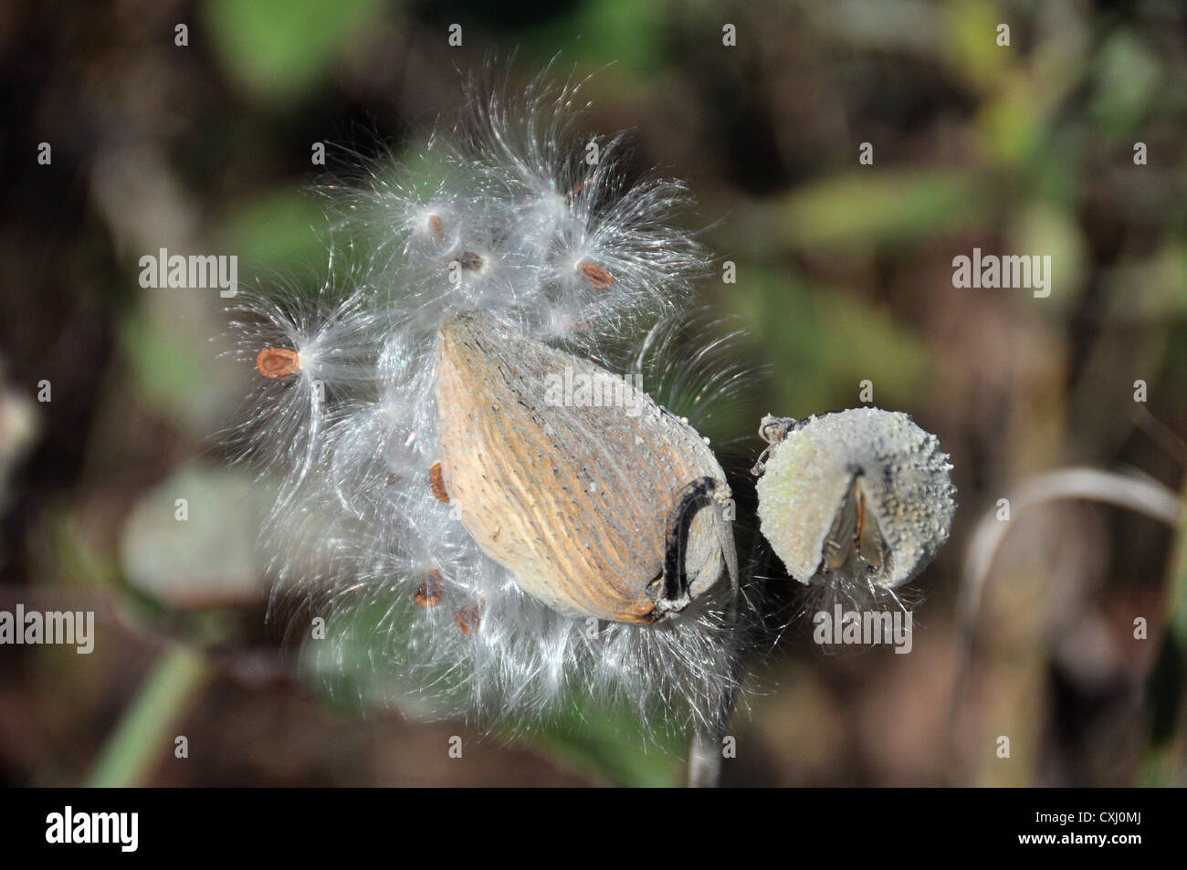 Milkweed pod hi-res stock photography and images - Alamy