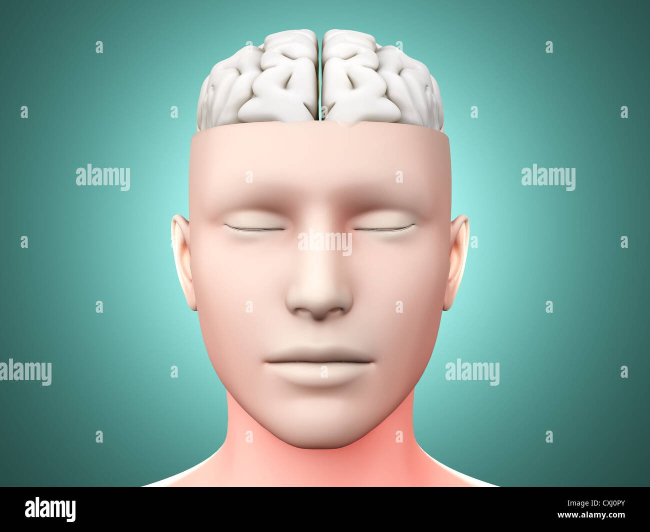 A human Brain Stock Photo - Alamy