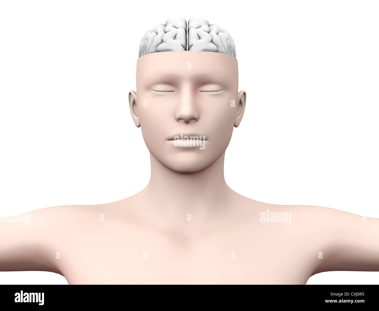 A human Brain Stock Photo - Alamy