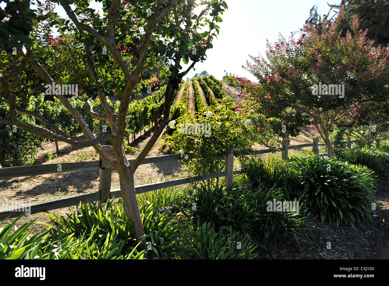 Benziger family winery hi-res stock photography and images - Alamy