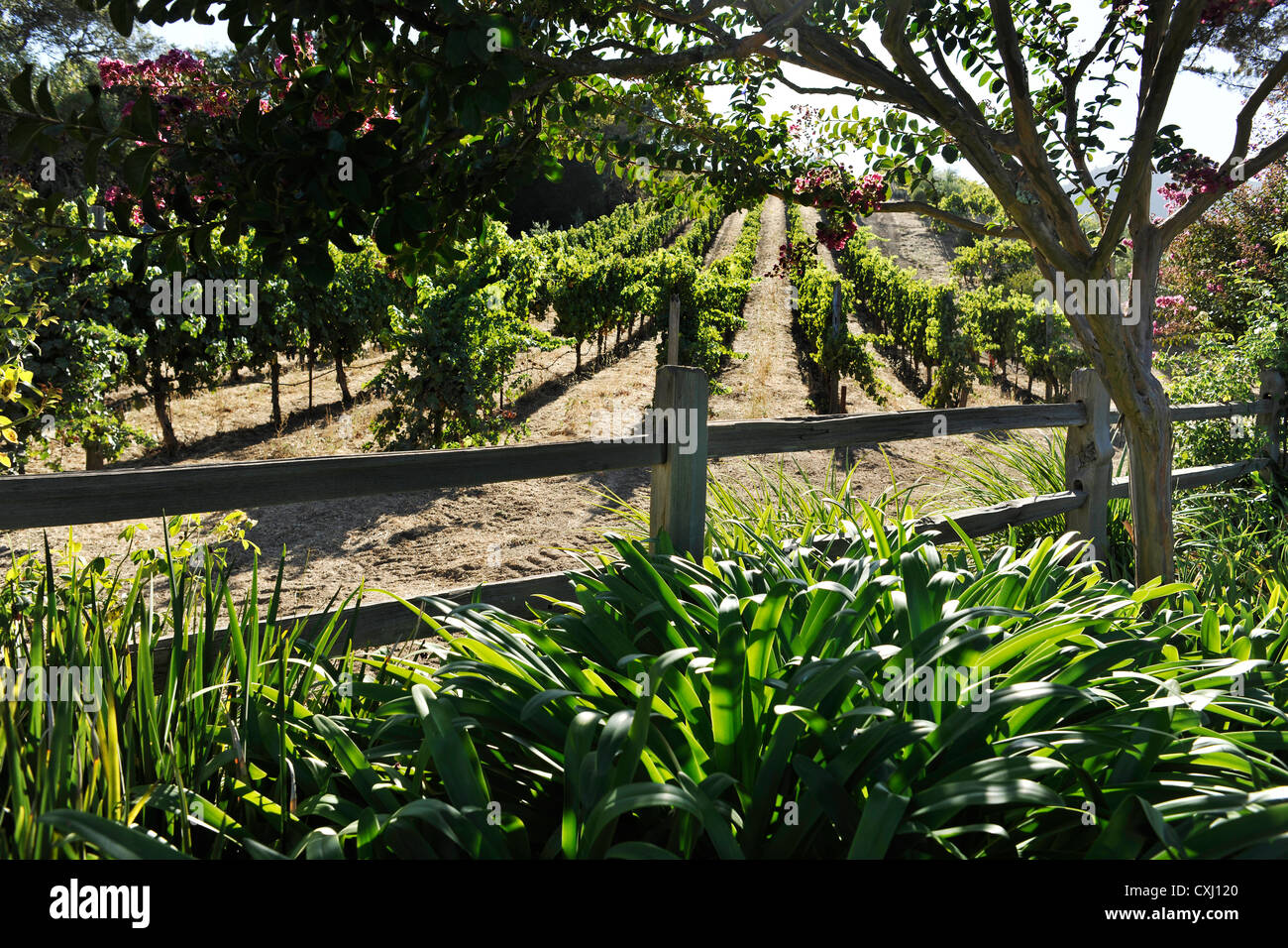 Benziger hi-res stock photography and images - Alamy