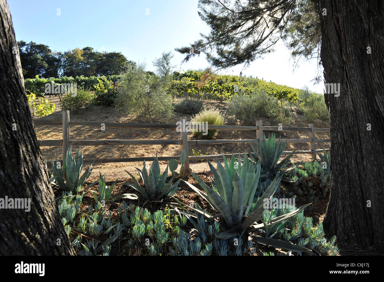 Benziger winery hi-res stock photography and images - Alamy