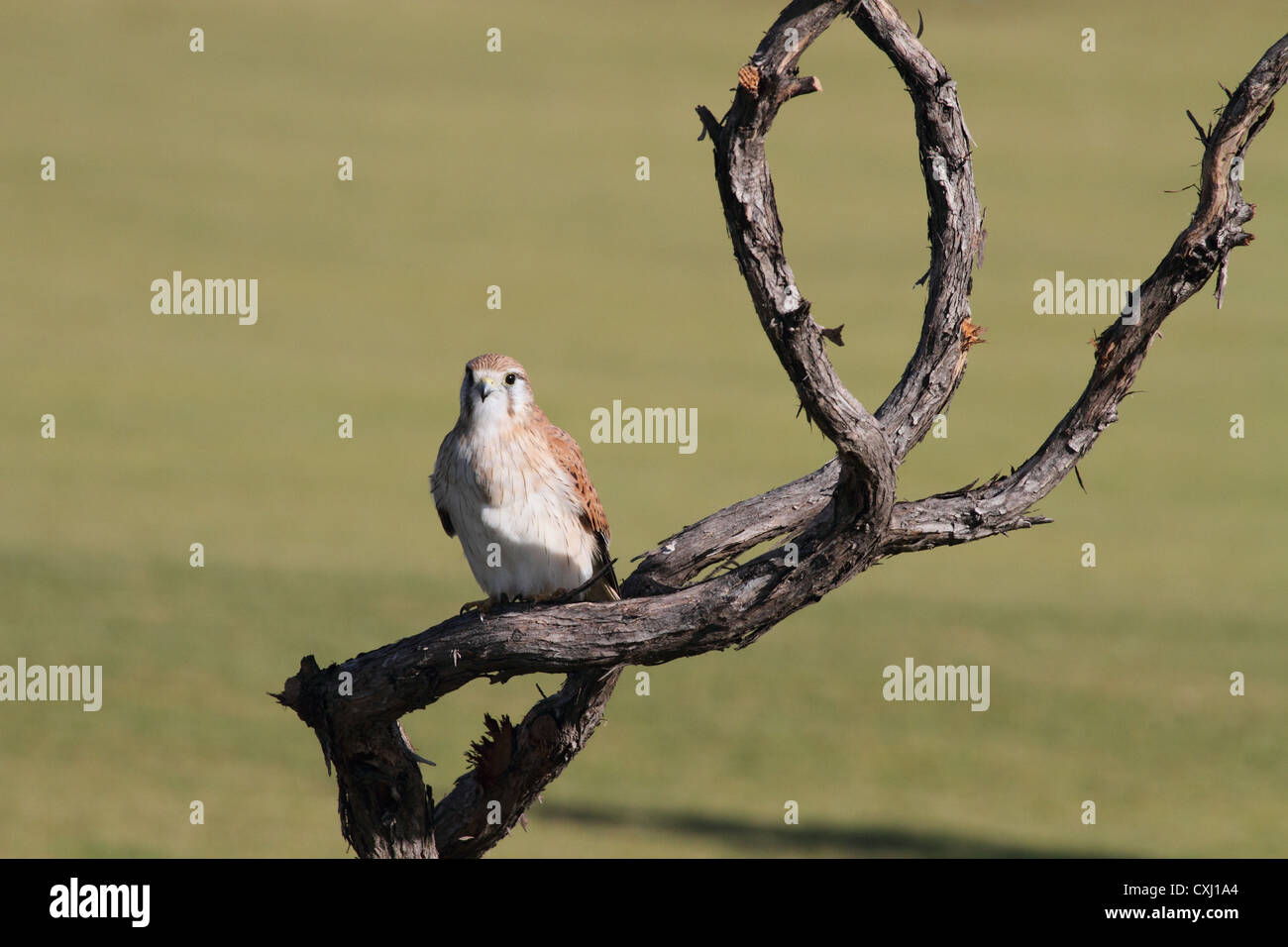 Australian kestrel, falco cenchroides, also known as Nankeen kestrel ...