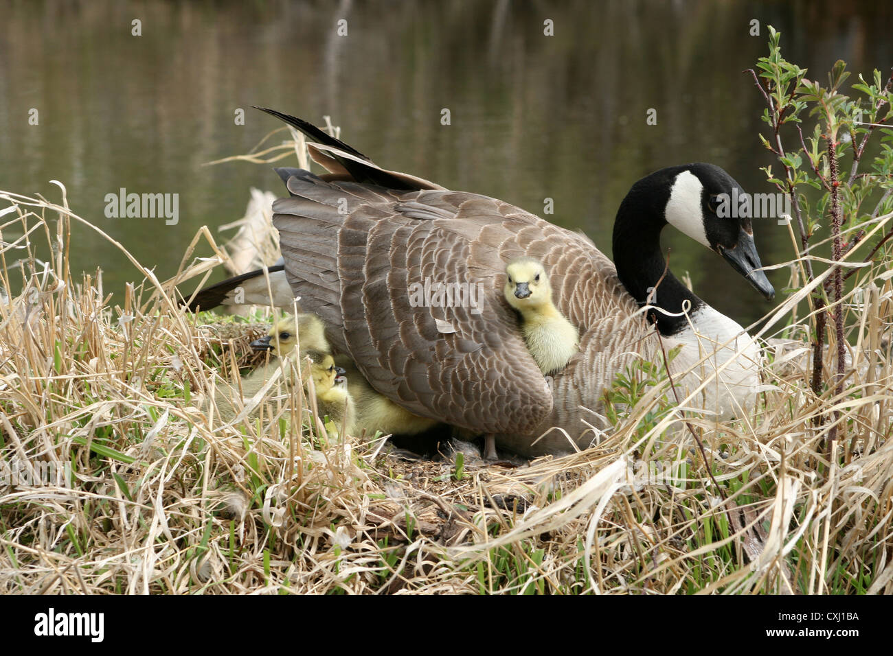 Canada Goose gosling getting comfortable under its mothers wing in ...