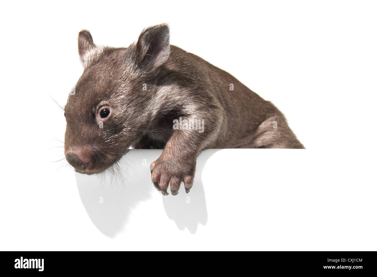 Wombat juvenile in a studio suitable for cut-out Stock Photo - Alamy